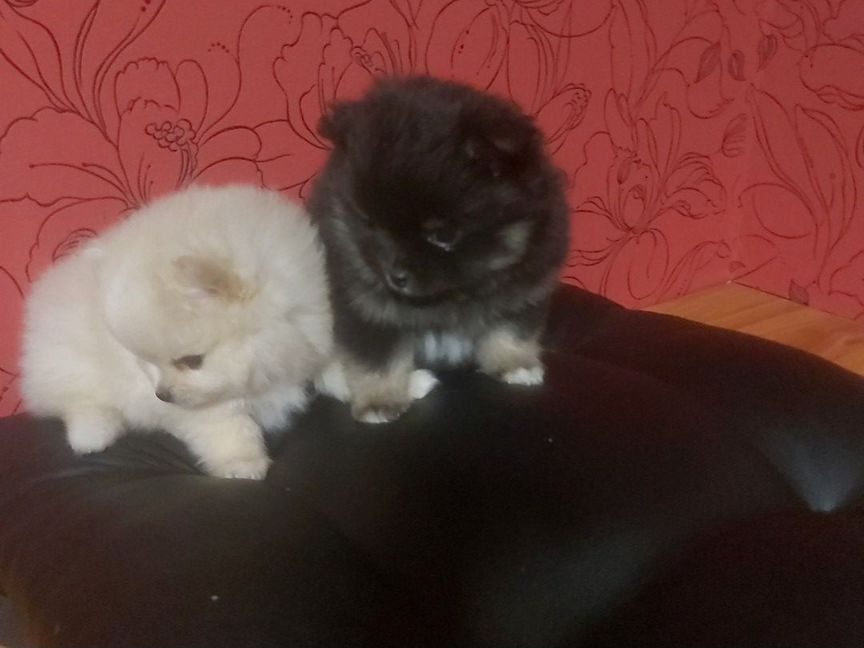 Щенки померанского шпица