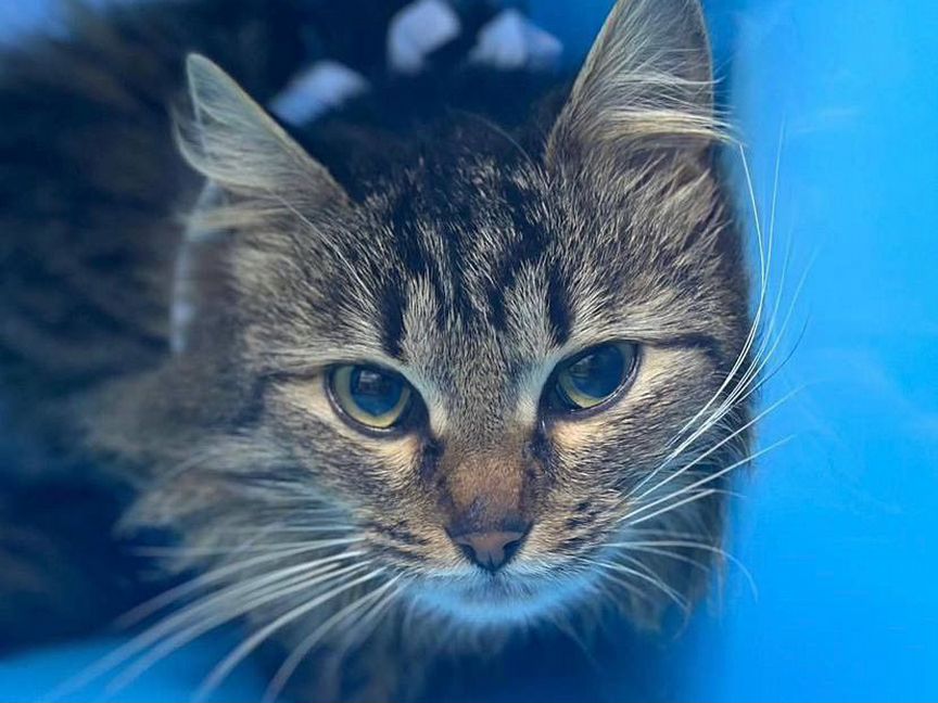 Кошка Клюква. Завтра выпуск на улицу. Нужен дом