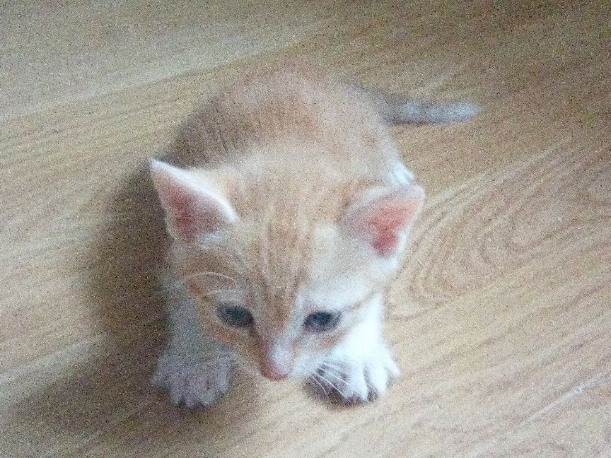 Бенгальская кошка отдам в добрые руки