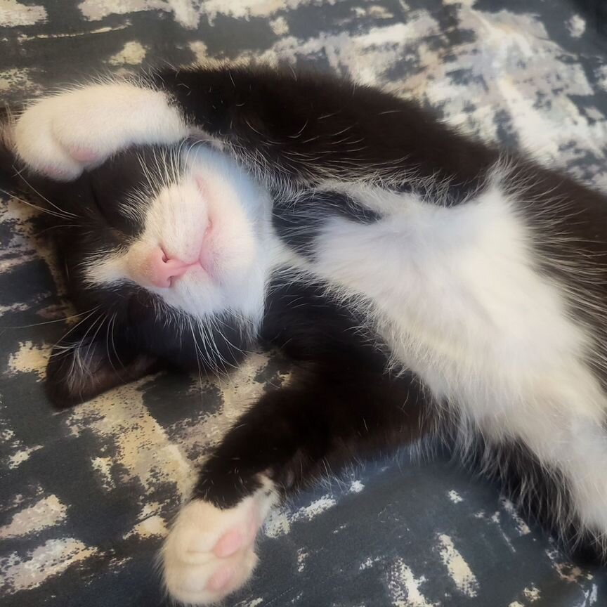 Котенок мальчик