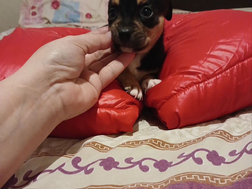 Малышки чихотойчики