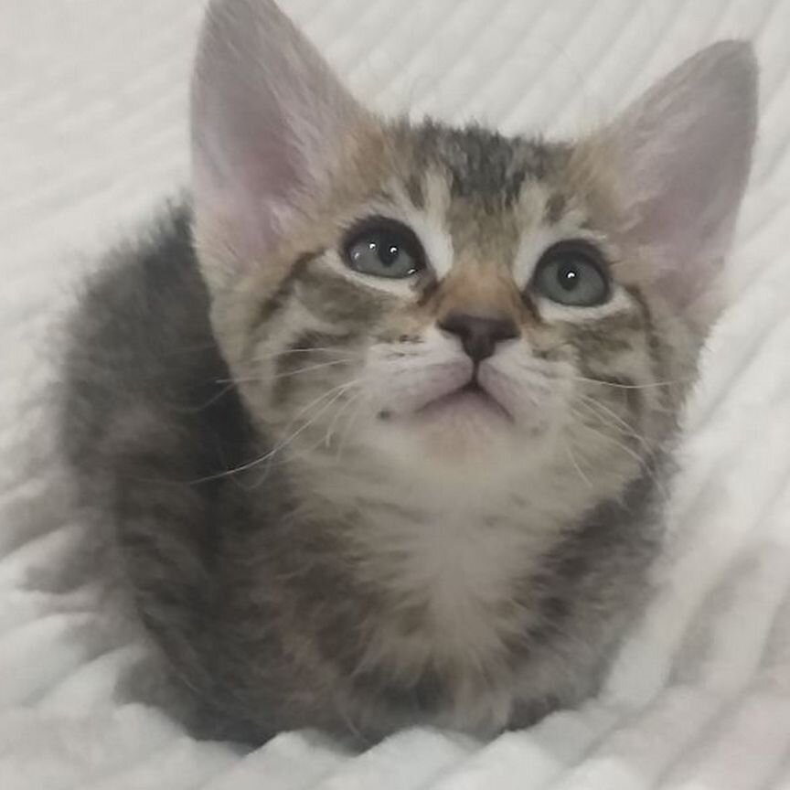 Канадский сфинкс котёнок