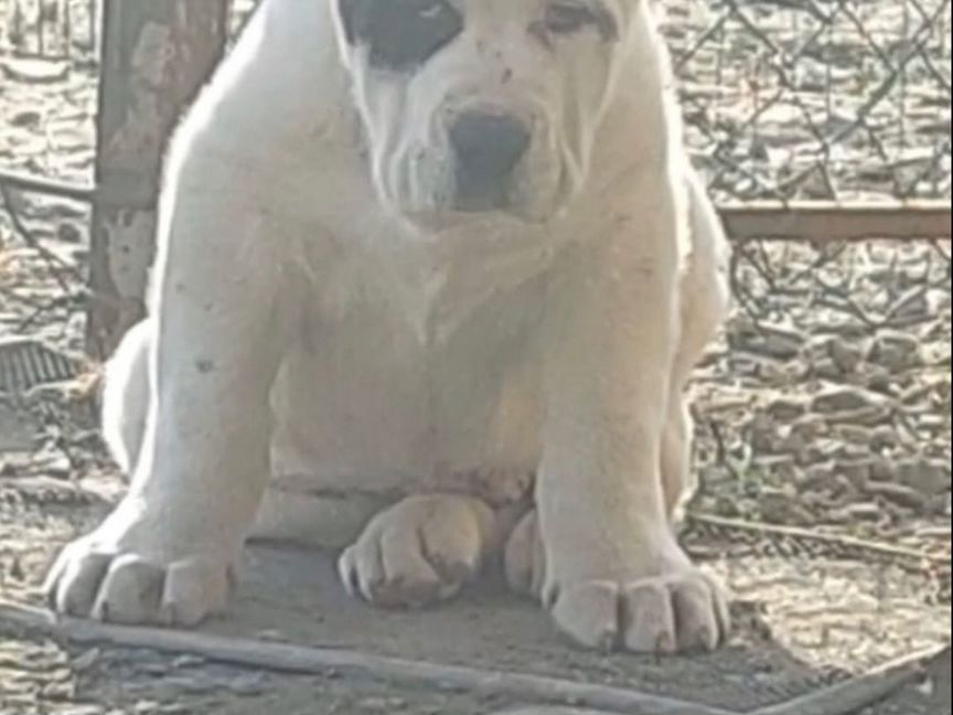 Крупный щенок алабай сао