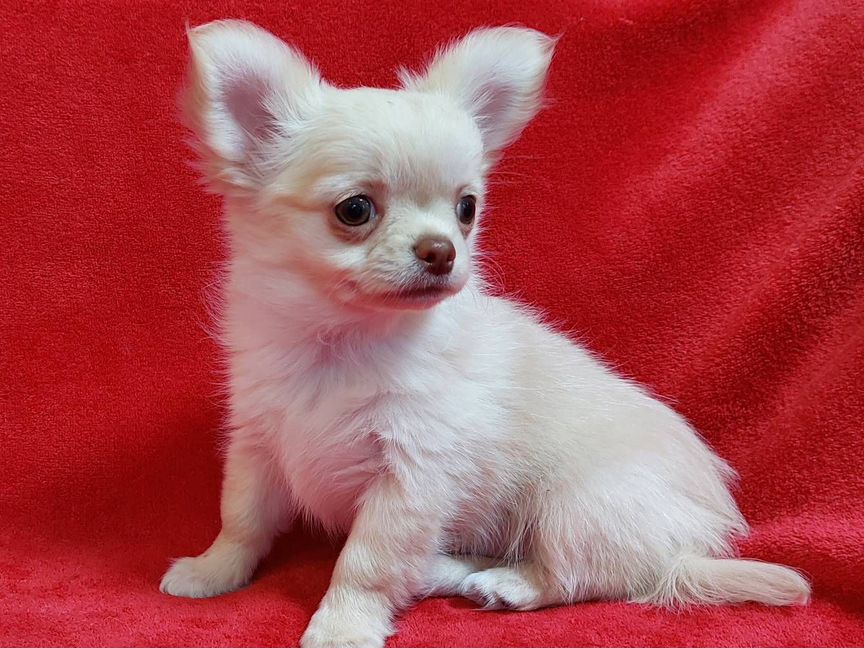 Кремовые чишки-малышки