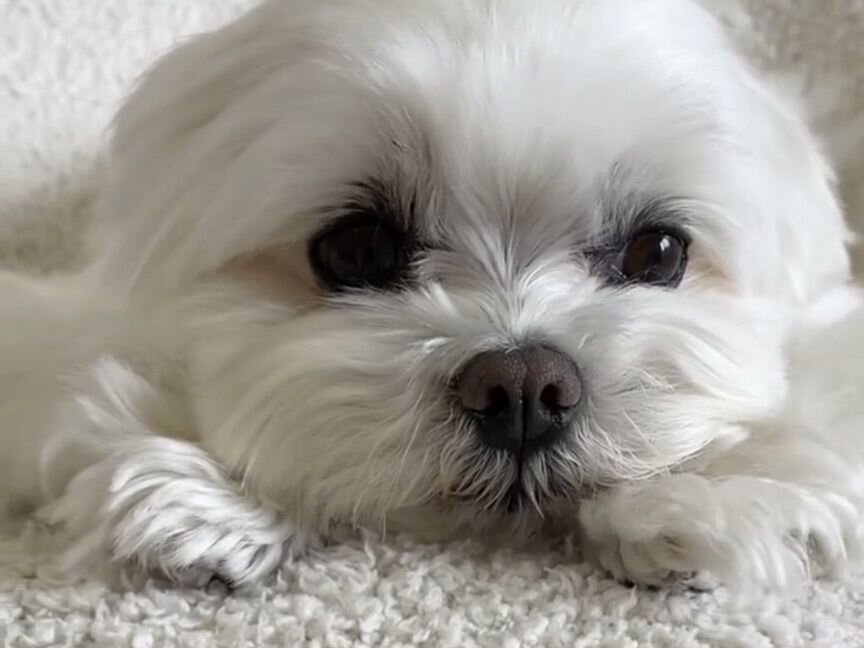 Мальтийская болонка вязка