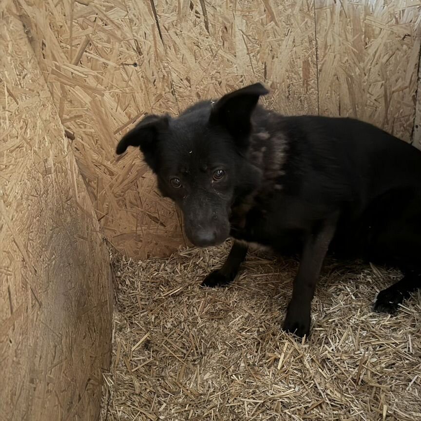 Собака обречена на смерть