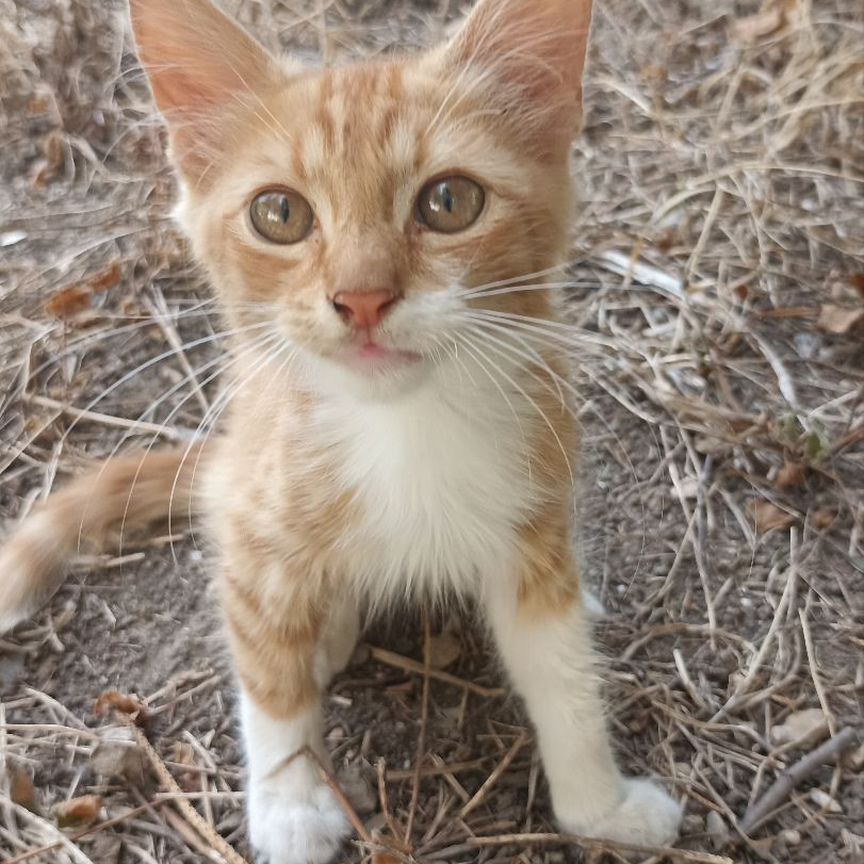Котенок в добрые руки