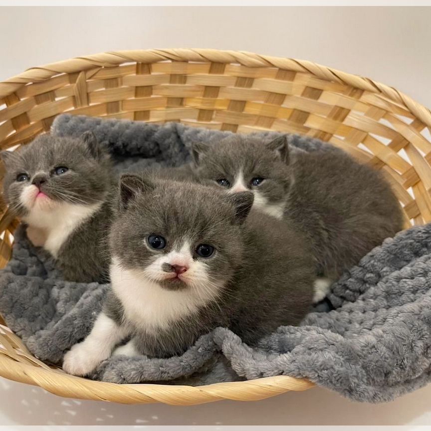 Британские котята