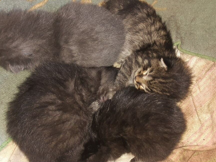 Котята ищут мам и пап
