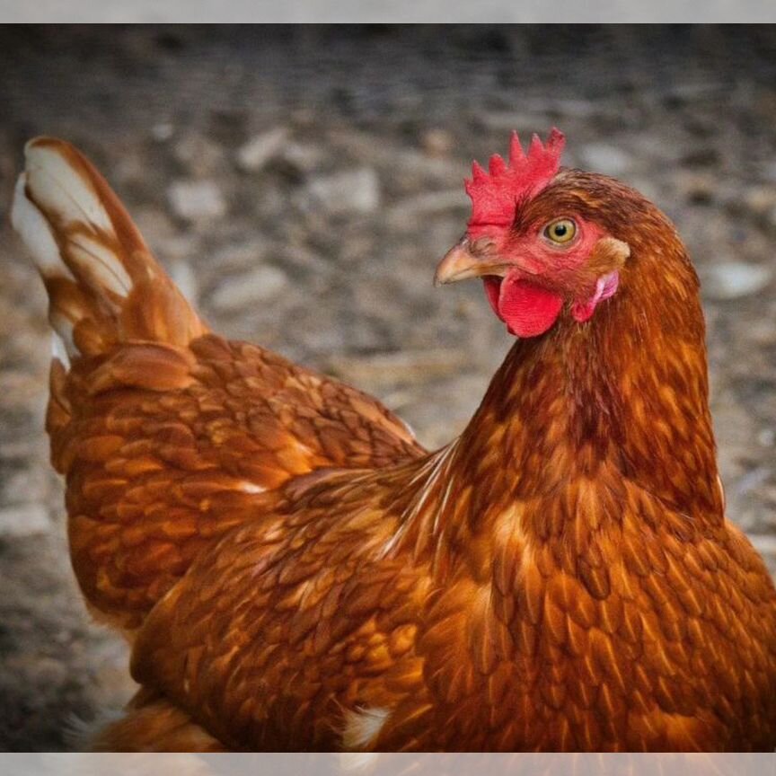 Куры молодки несушки Ломан Браун 6 месяцев