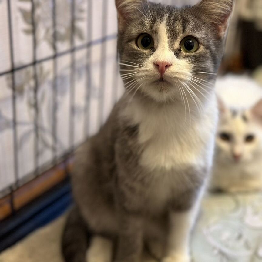 Серая кошечка в дар