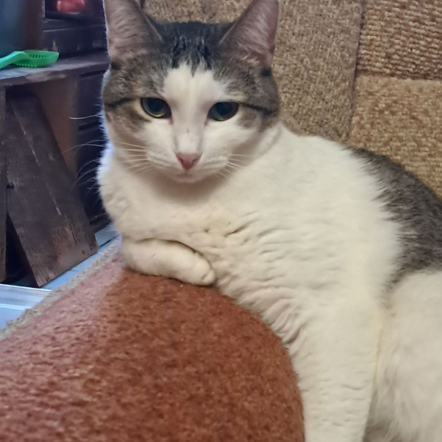 Молодая кошечка в добрые руки