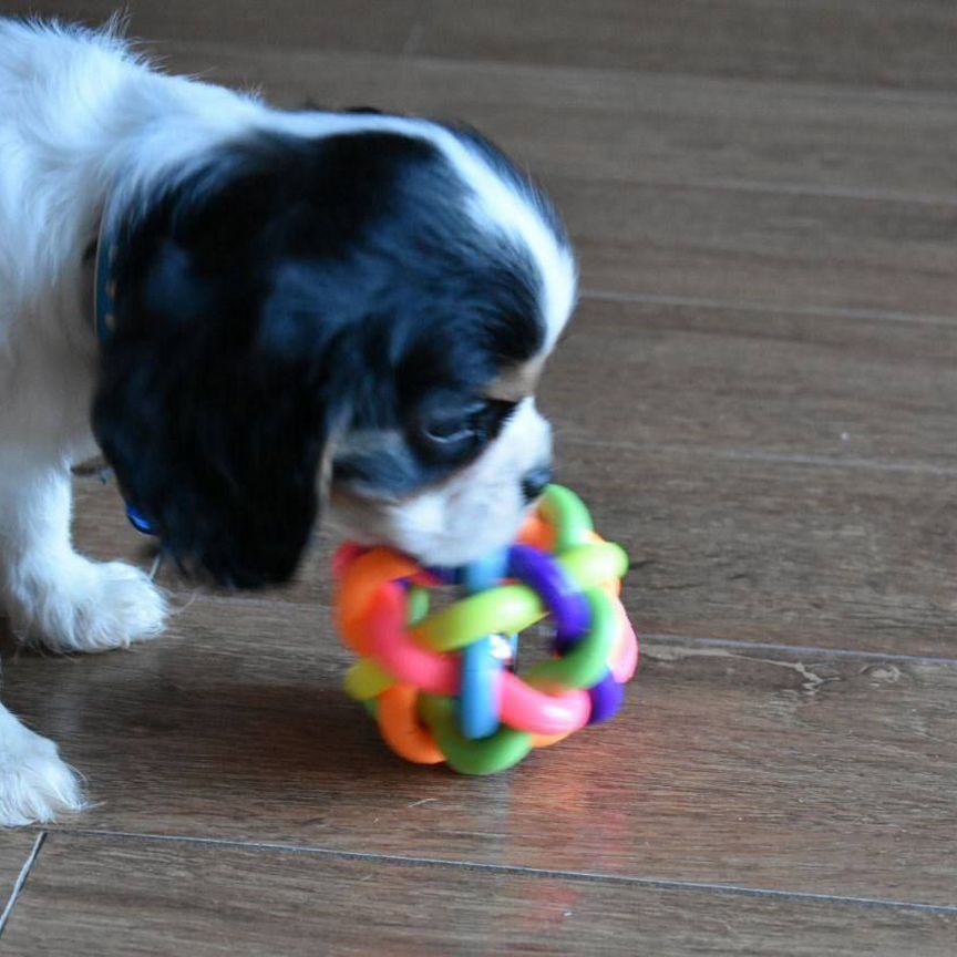 Кавалер Кинг Чарльз Спаниель