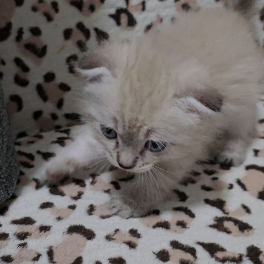 Шотландский вислоухий короткошёрстный котёнок