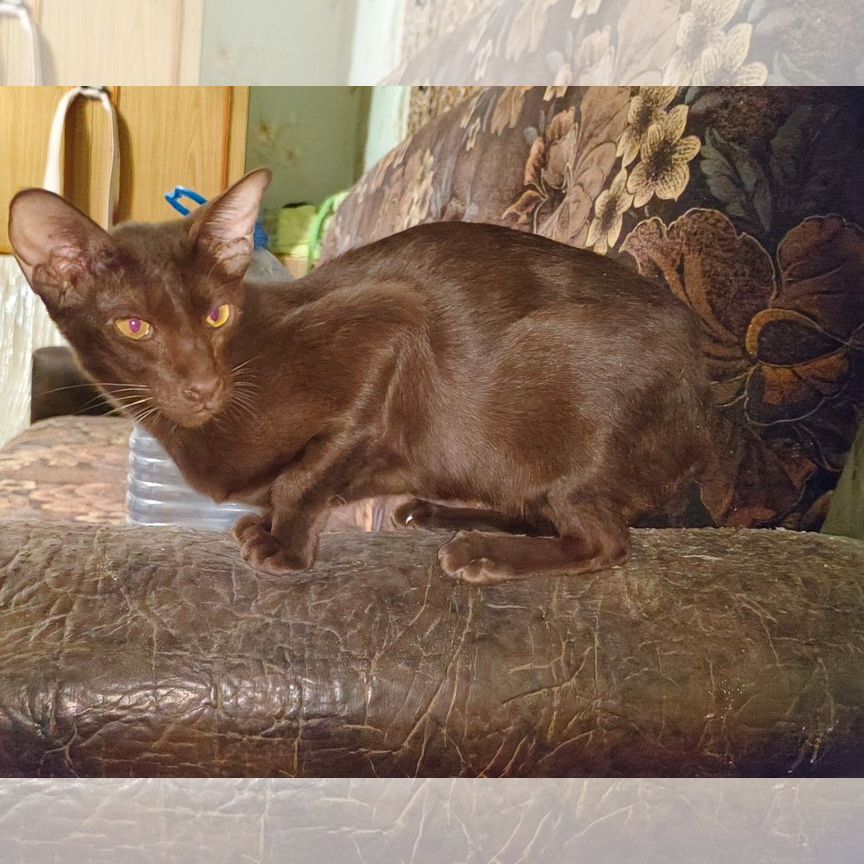 Кошечка ори