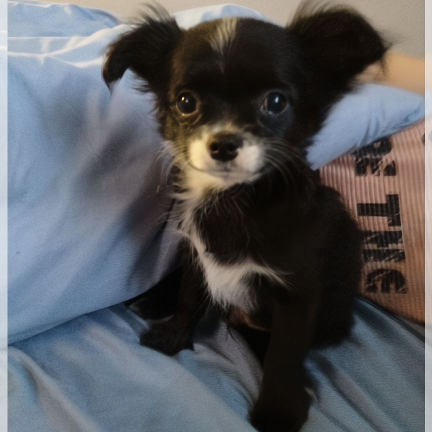 Чихуахуа, щенок