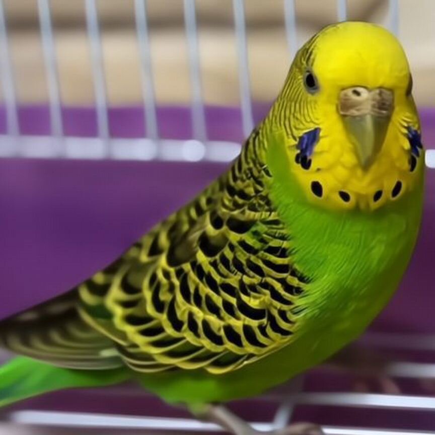 Волнистый попугай с клеткой самка