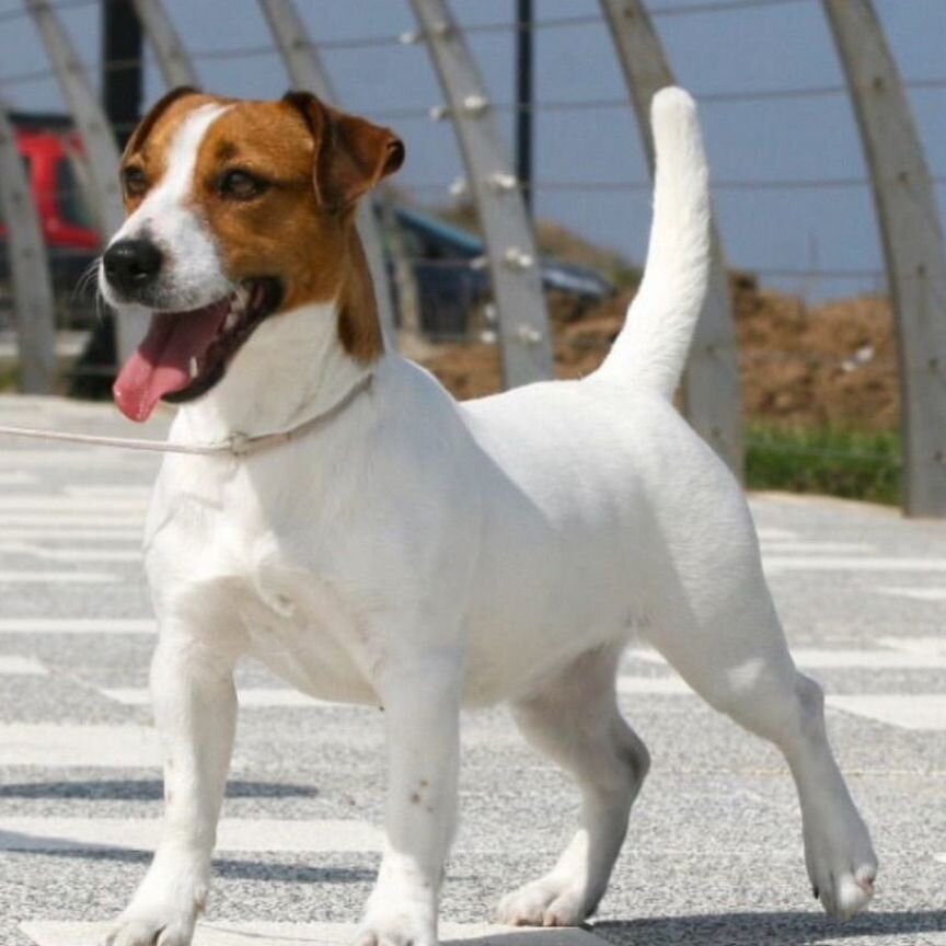 Джек-рассел-терьер, щенок