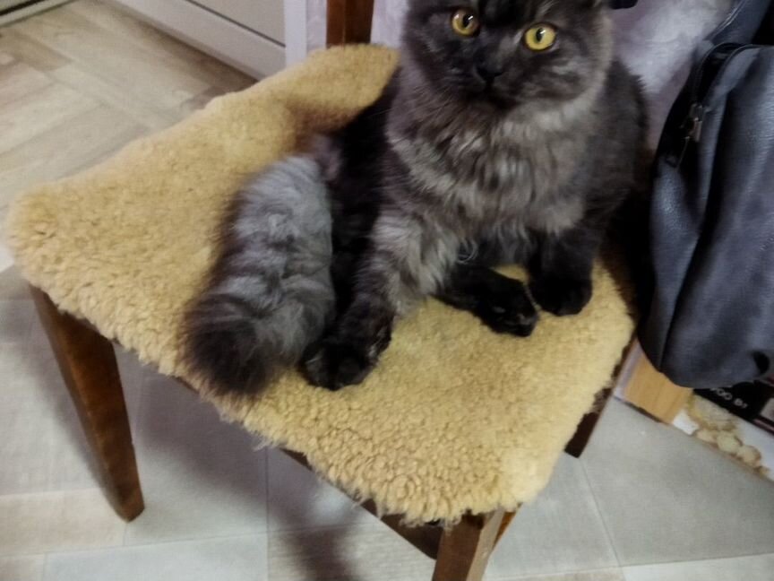 Красавец мужчина в шиншиловой шубке