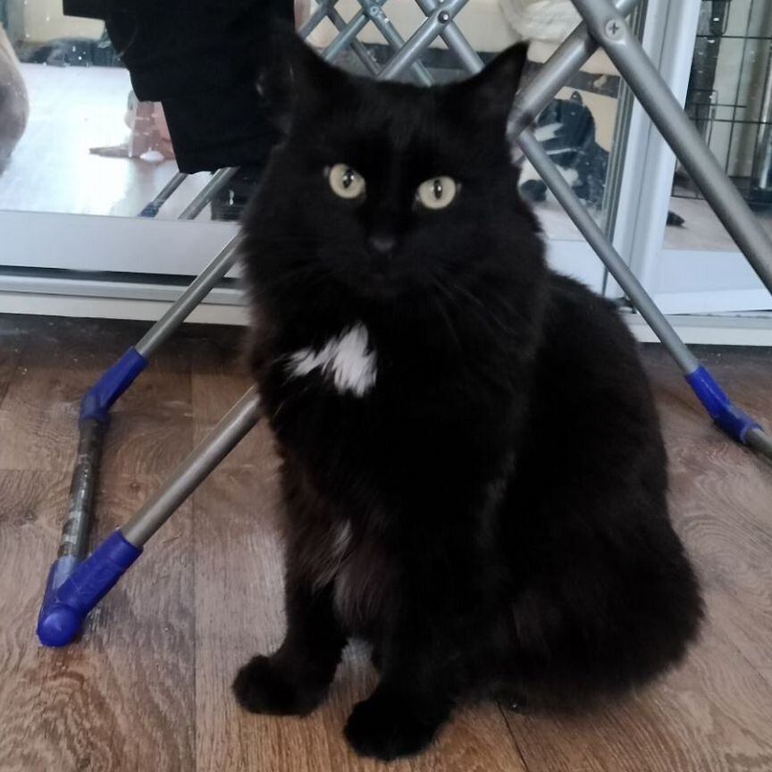 Взрослая, кошка в добрые руки