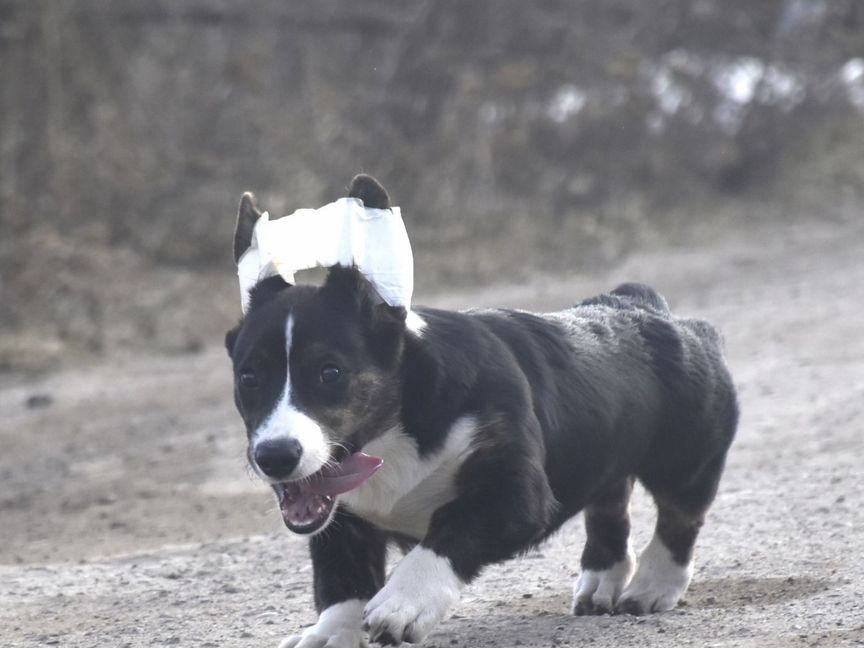 За символическую плату