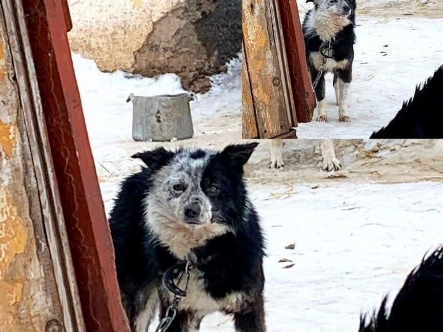 Собака в добрые руки