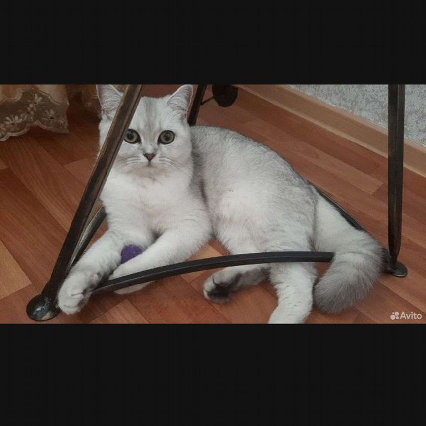 Отдам кошку в добрые руки