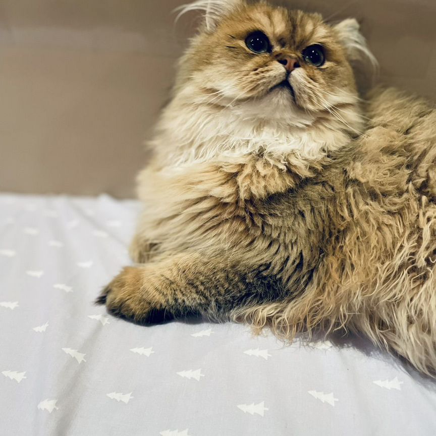 Кот на вязку