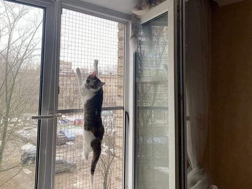 Сетка антикошка