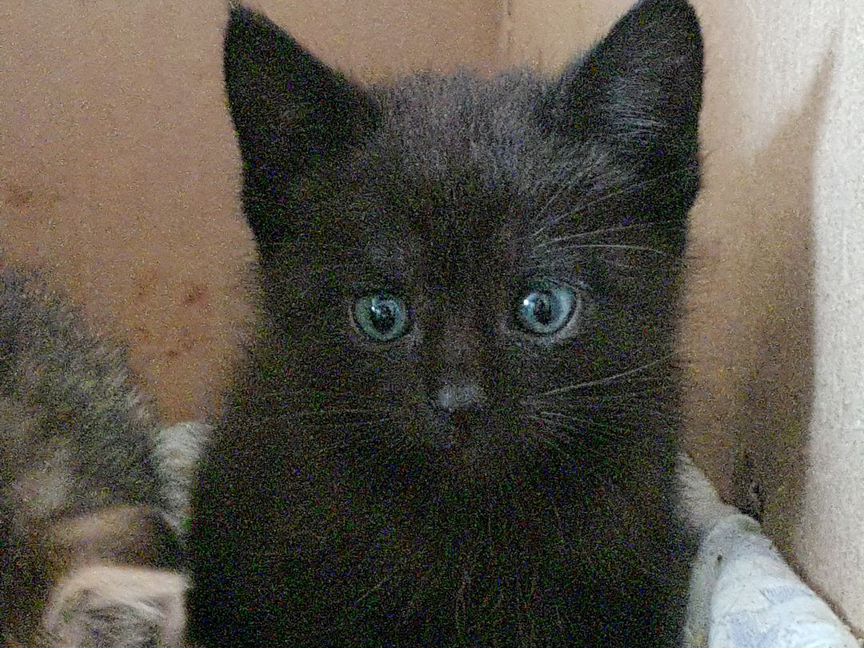 Чисто чёрный котёнок мальчик полтора месяца