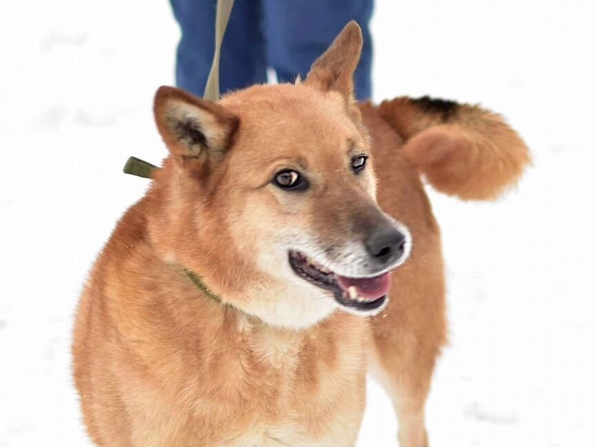 Собака Лапочка