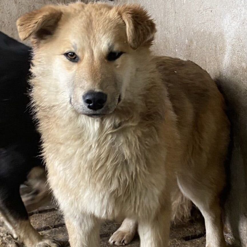 Щенок в добрые руки