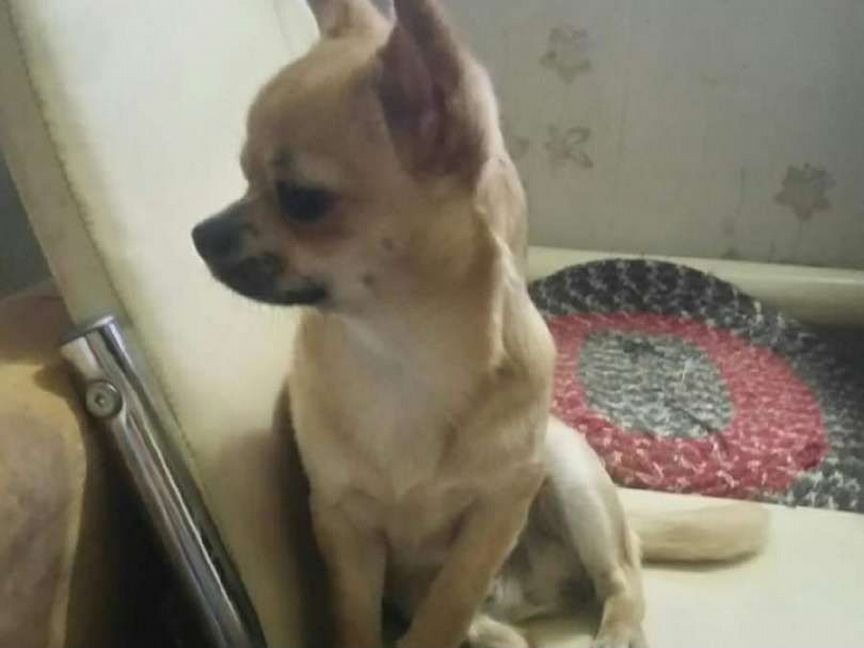 Щенки тоя и чихуахуа