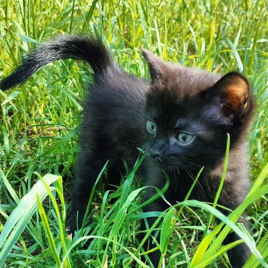 Котёнок в добрые руки