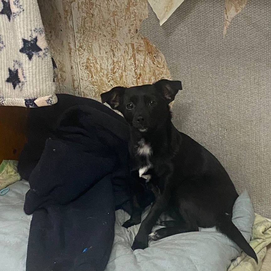 Кроличья такса, взрослая собака