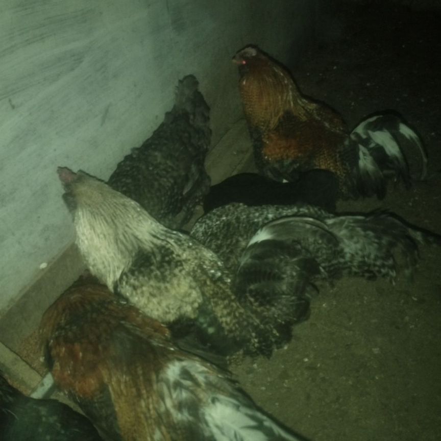 Продам красивых петухов