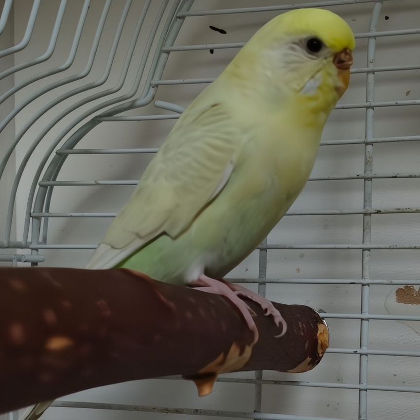 Волнистый попугай самка с клеткой