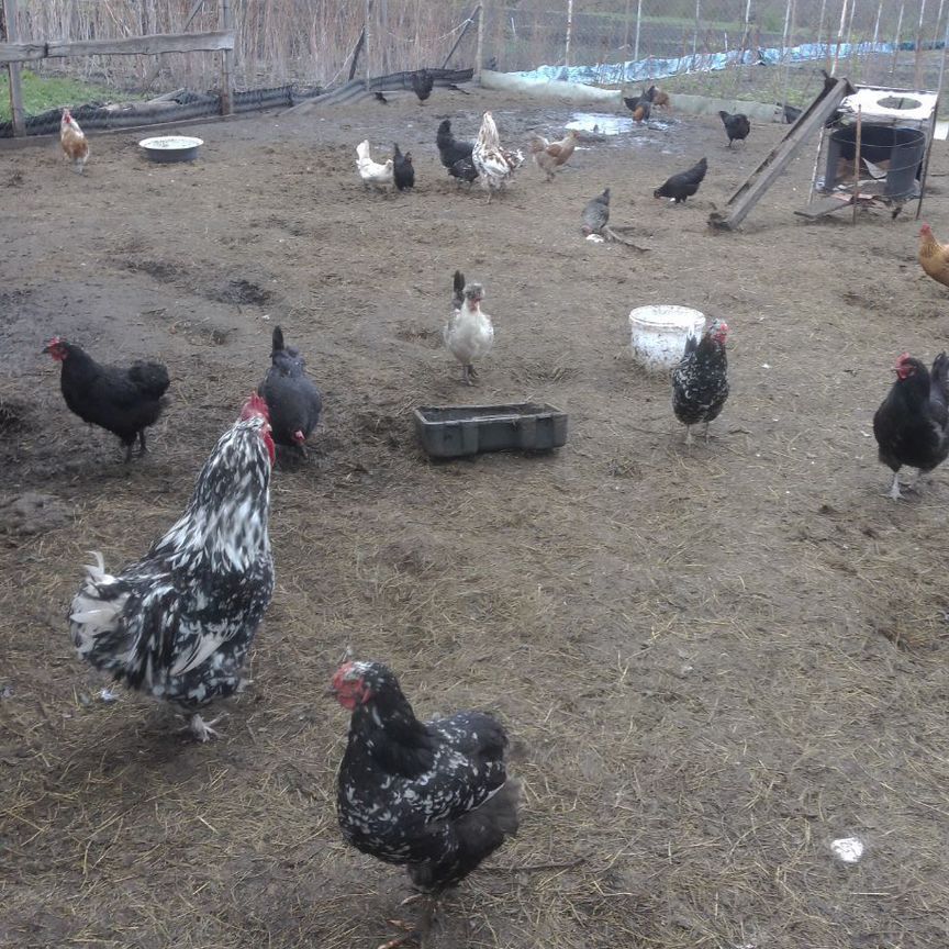Курочки несушки домашние
