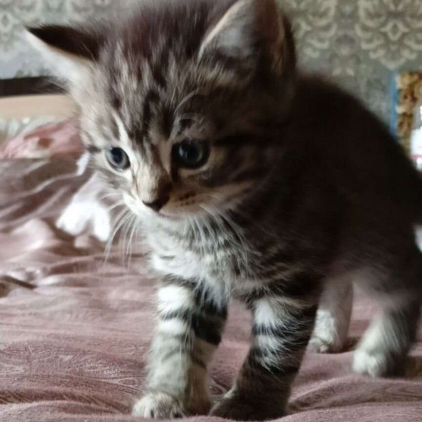 Шотландский вислоухий длинношёрстный котёнок