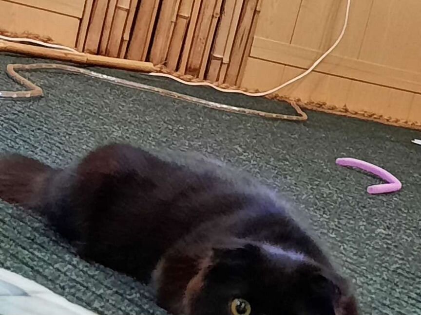 Потерялся наш домашний котик шотландец(ждём домой)