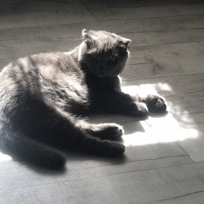 Шотландская вислоухая короткошёрстная кошка, взрослая