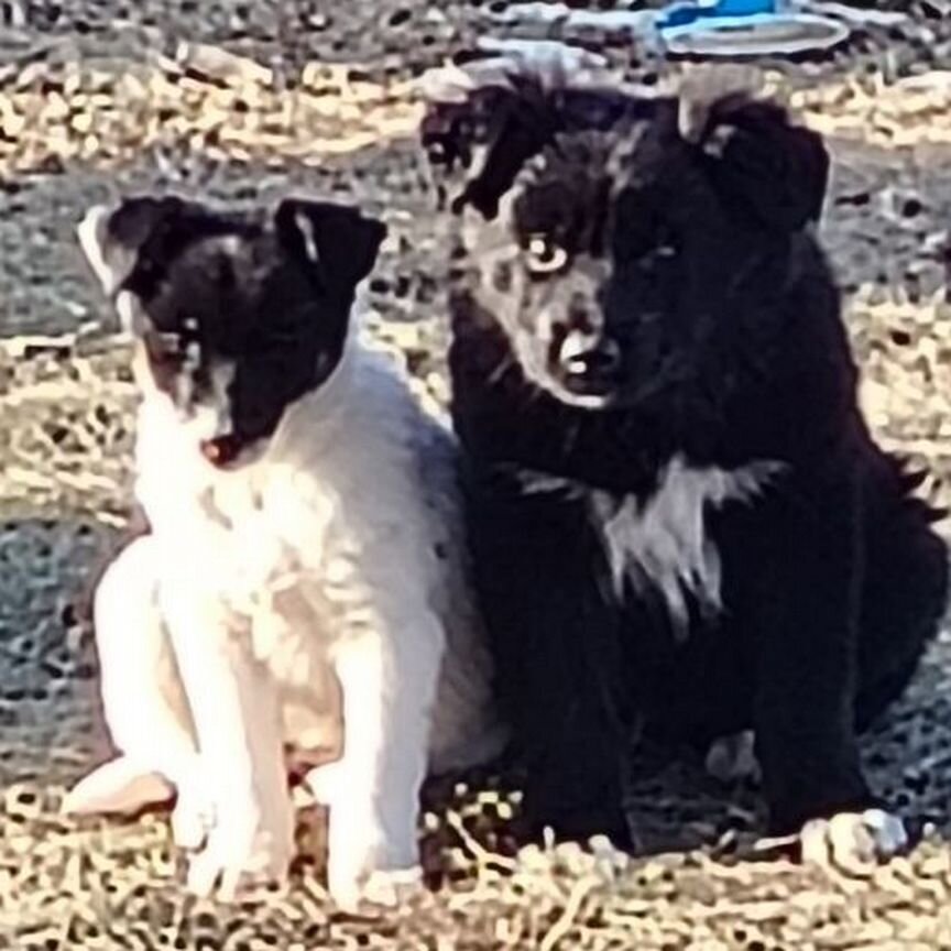 Щенок в добрые руки