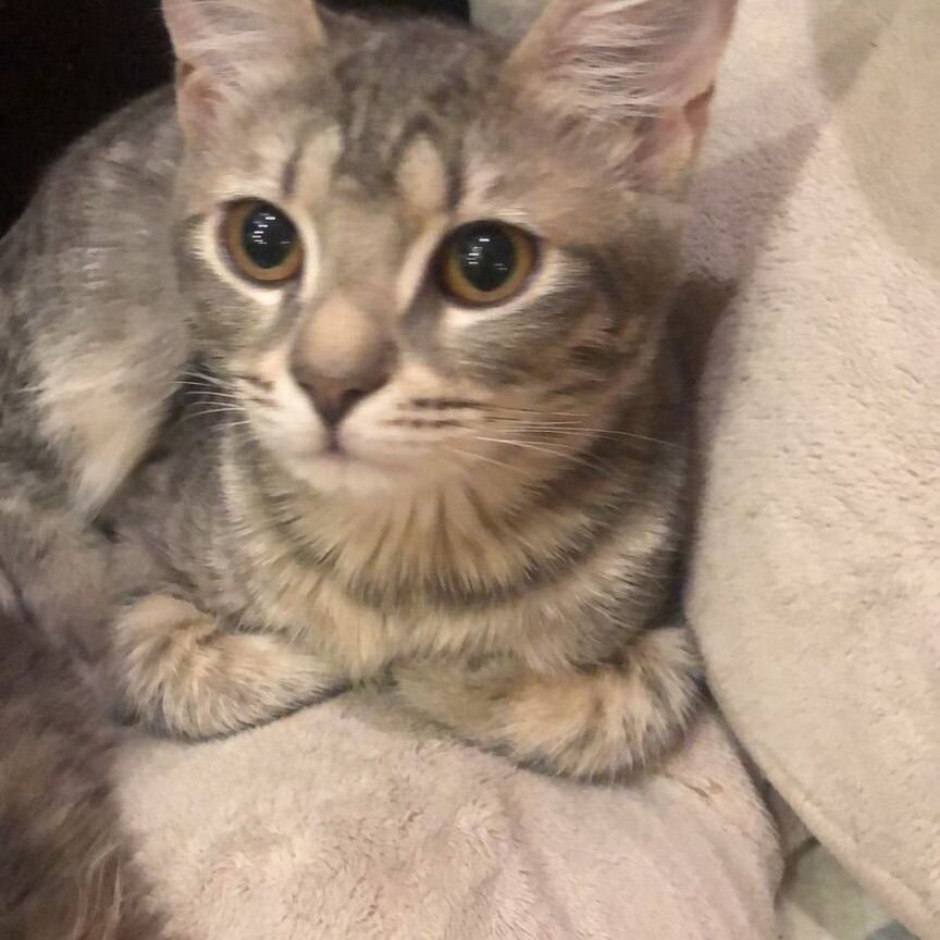Котенок Юма