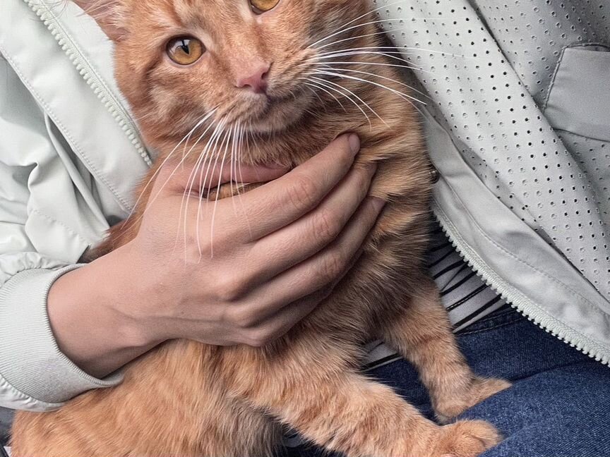 Кот рыжий