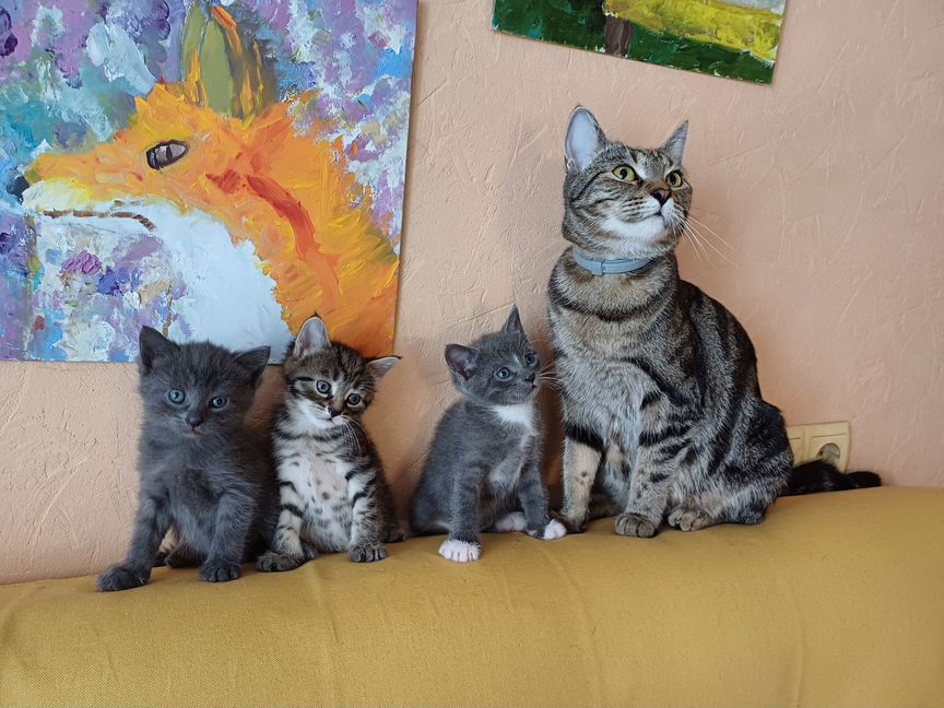 Котята
