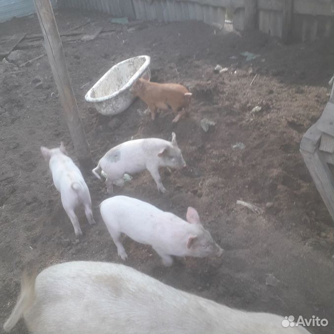 Продаю поросят