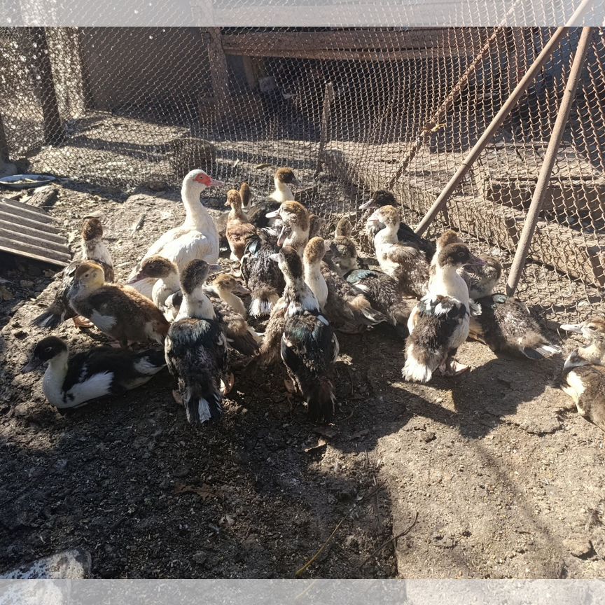 Утки, утята, утаки(Селезни)