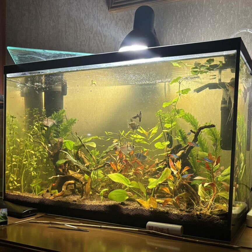 Аквариумные рыбки