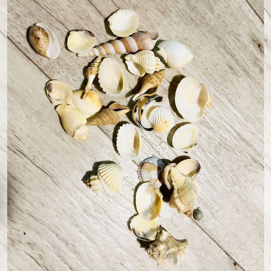 Ракушки для аквариума