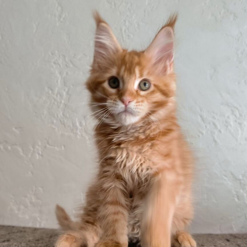 Мэйн кун девочка рыжий котенок